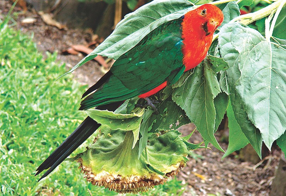 A glimpse into the lives of King Parrots — The Sunshine Valley Gazette